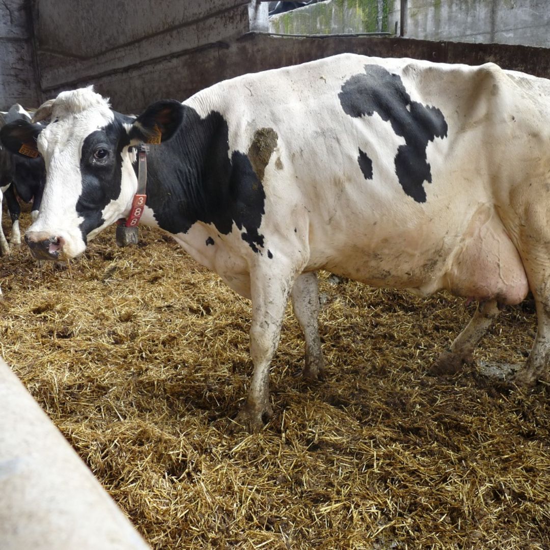 Avoid dairy farm’s worst nightmare: laminitis
